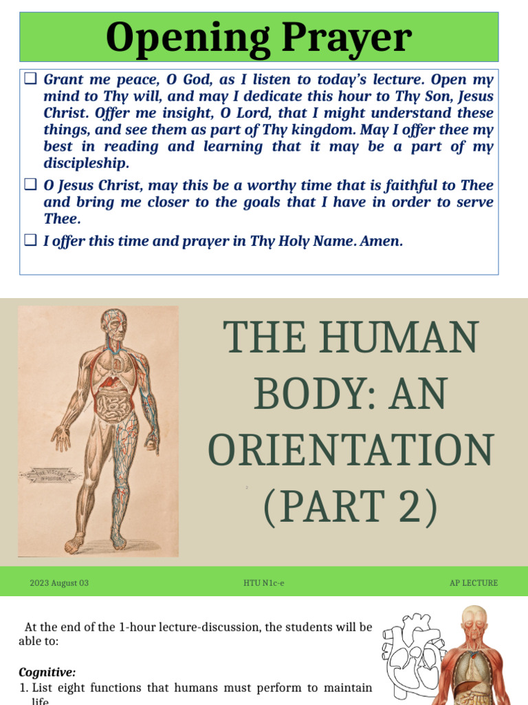P2 Human Body Orientation | PDF
