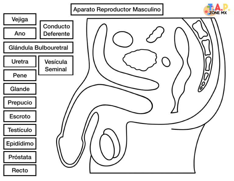 Plantilla Sistema Reproductor Masculino | PDF | Ciencia y matemáticas