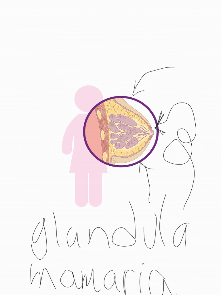 Glandula Mamaria | PDF
