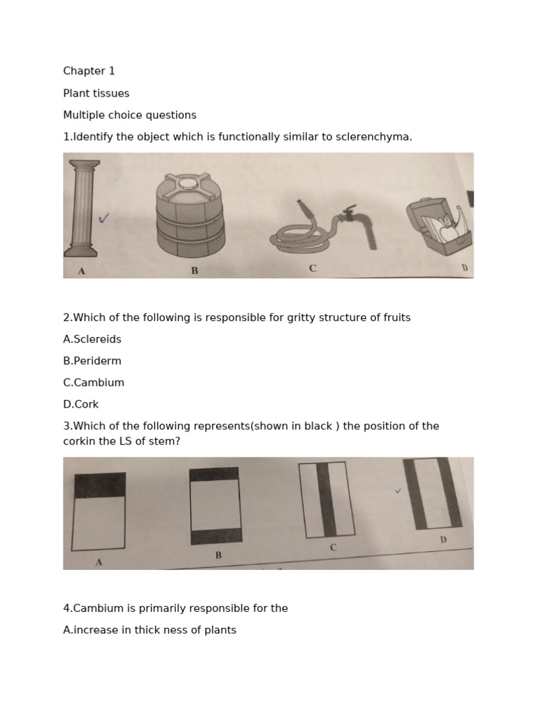 Copy Work Plant Tissues | PDF
