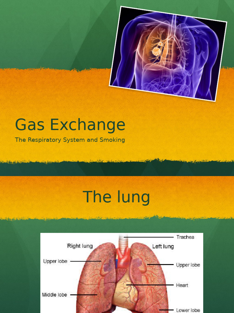 As Gas Exchange Sample | PDF