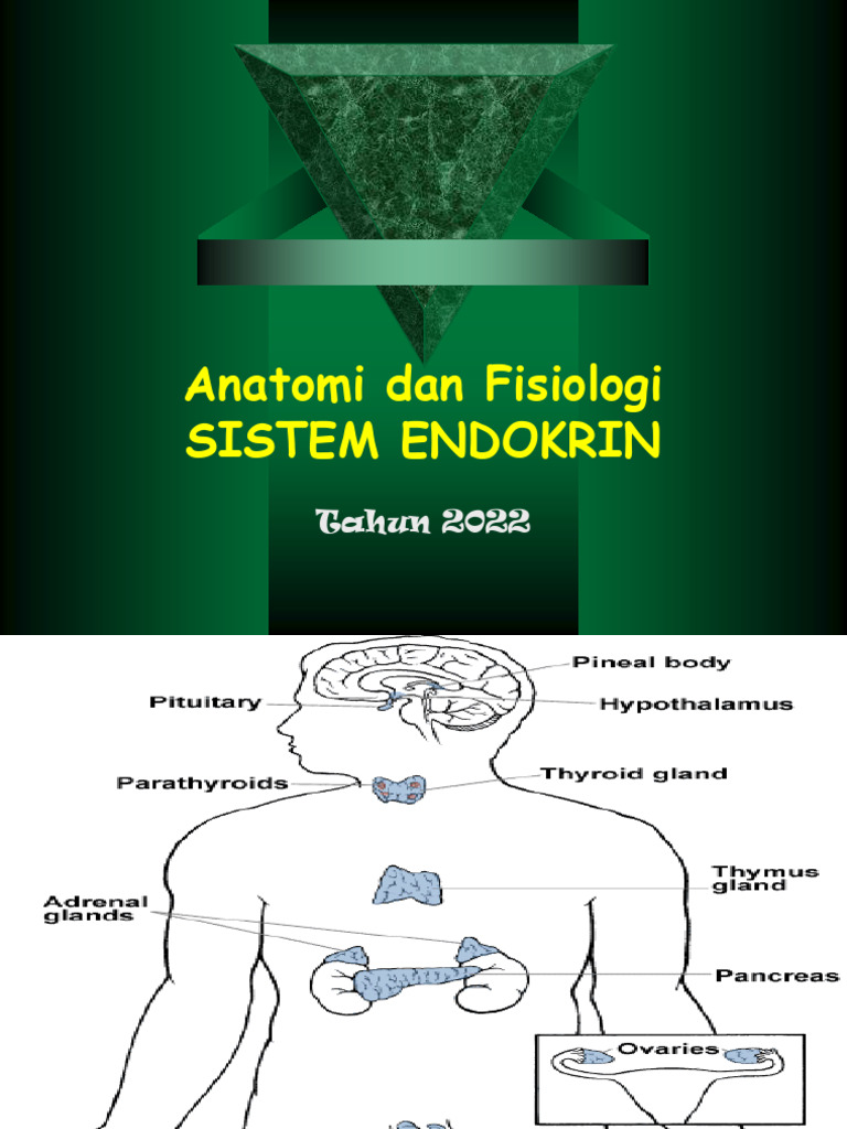 anatomi dan fisiologi endokrin -YJK | PDF