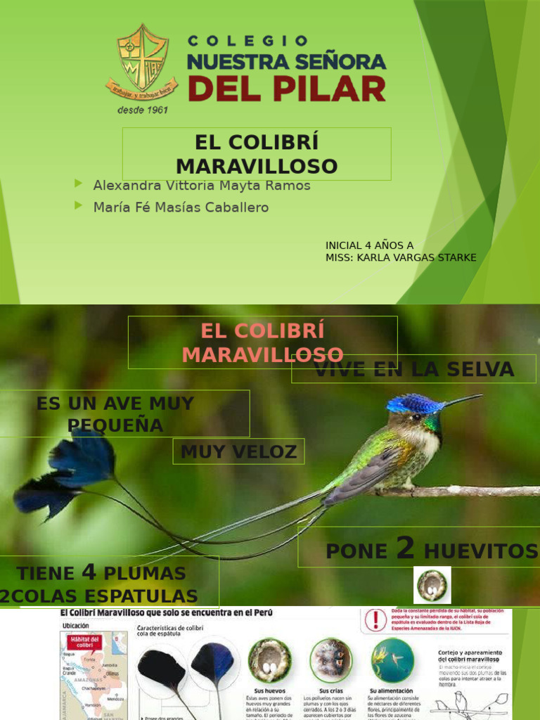 COLIBRI MARAVILLOSO | PDF