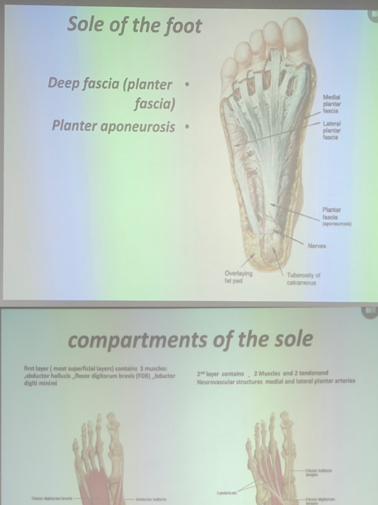 Arches of Foot | PDF