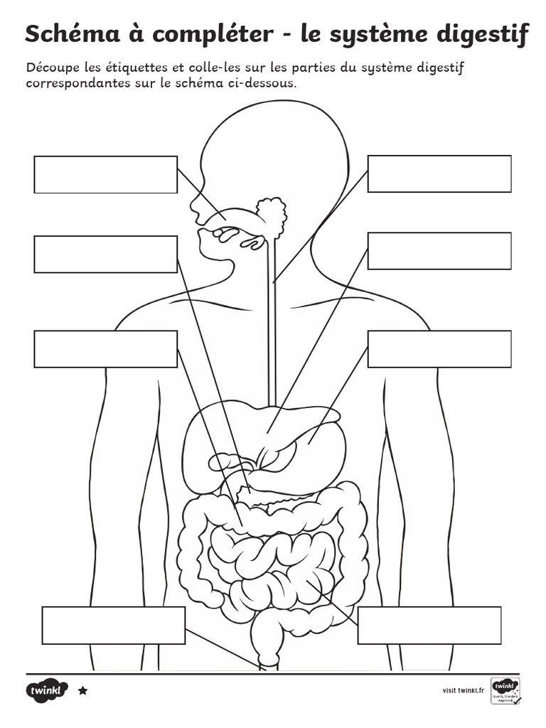 FR T2 S 448 Schema A Completer Le Systeme Digestif Ver 2 | PDF