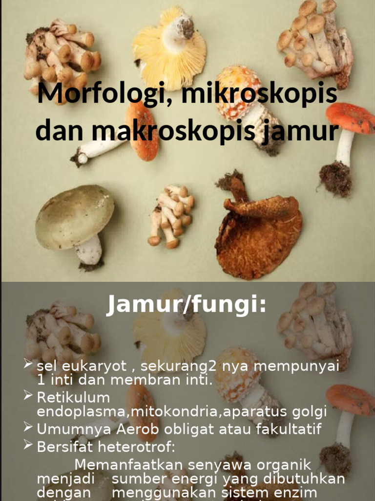 Pert 10. Morfologi Makros & Mikros Jamur | PDF