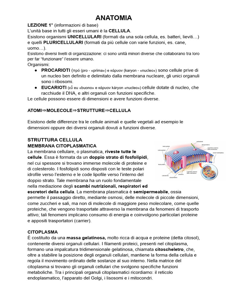 Anatomia Pdf