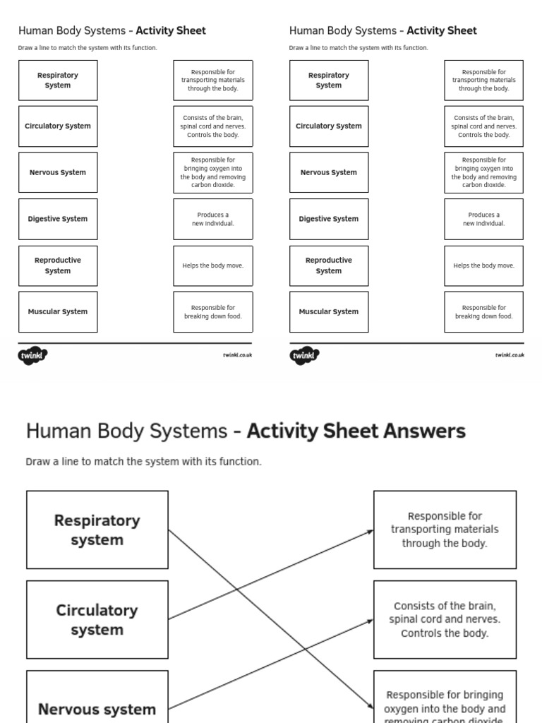T3 SC 56 Human Body Systems Match and Draw | PDF