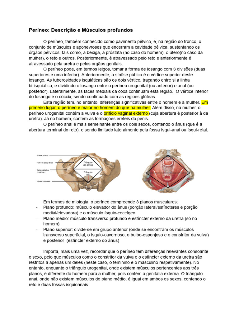Períneo - Descrição e Músculos Profundos | PDF