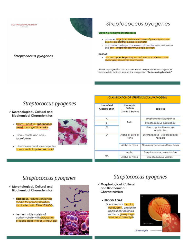 Streptococcus Pyogenes | PDF