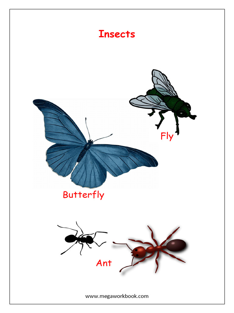 Insects | PDF