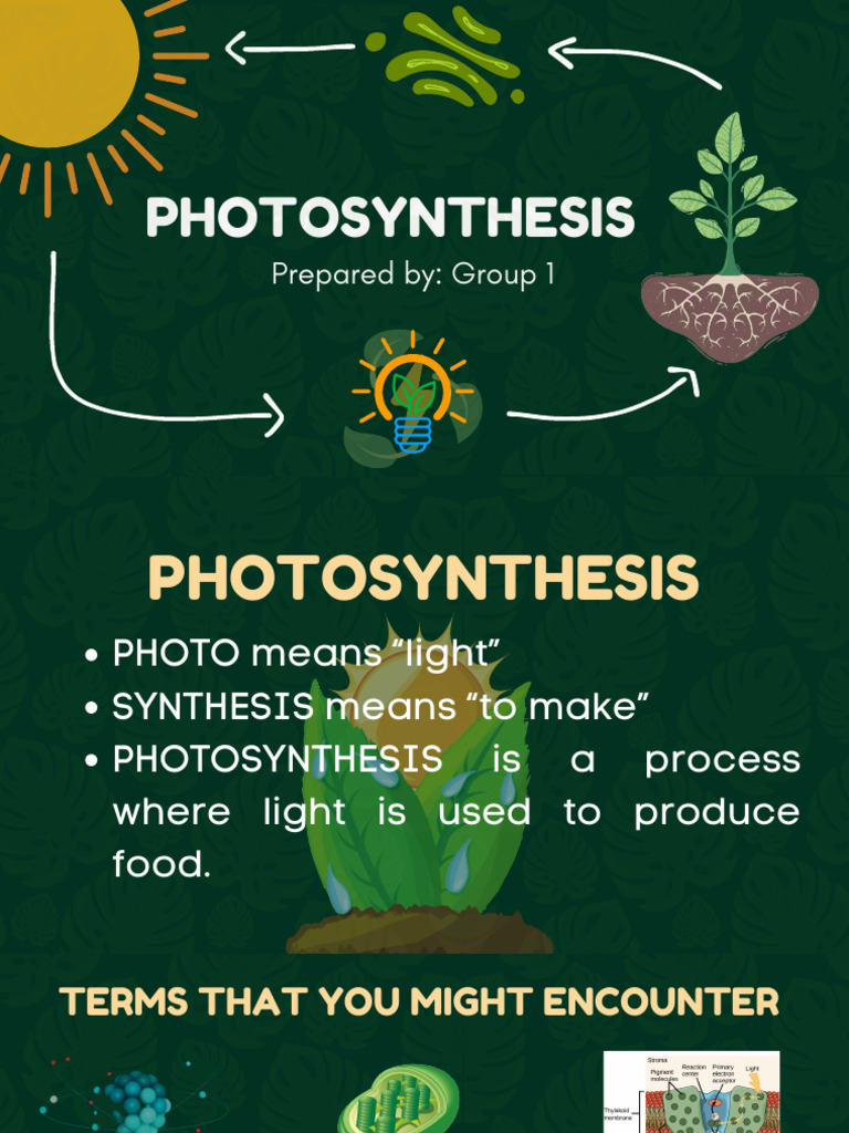 Lesson 2 Photosynthesis | PDF