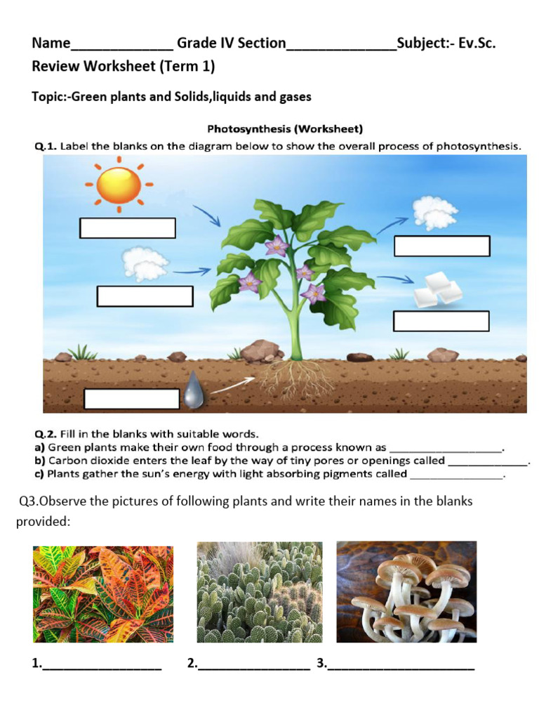 Ev - Sc. Review Worksheet (Term-1) Grade 4 | PDF
