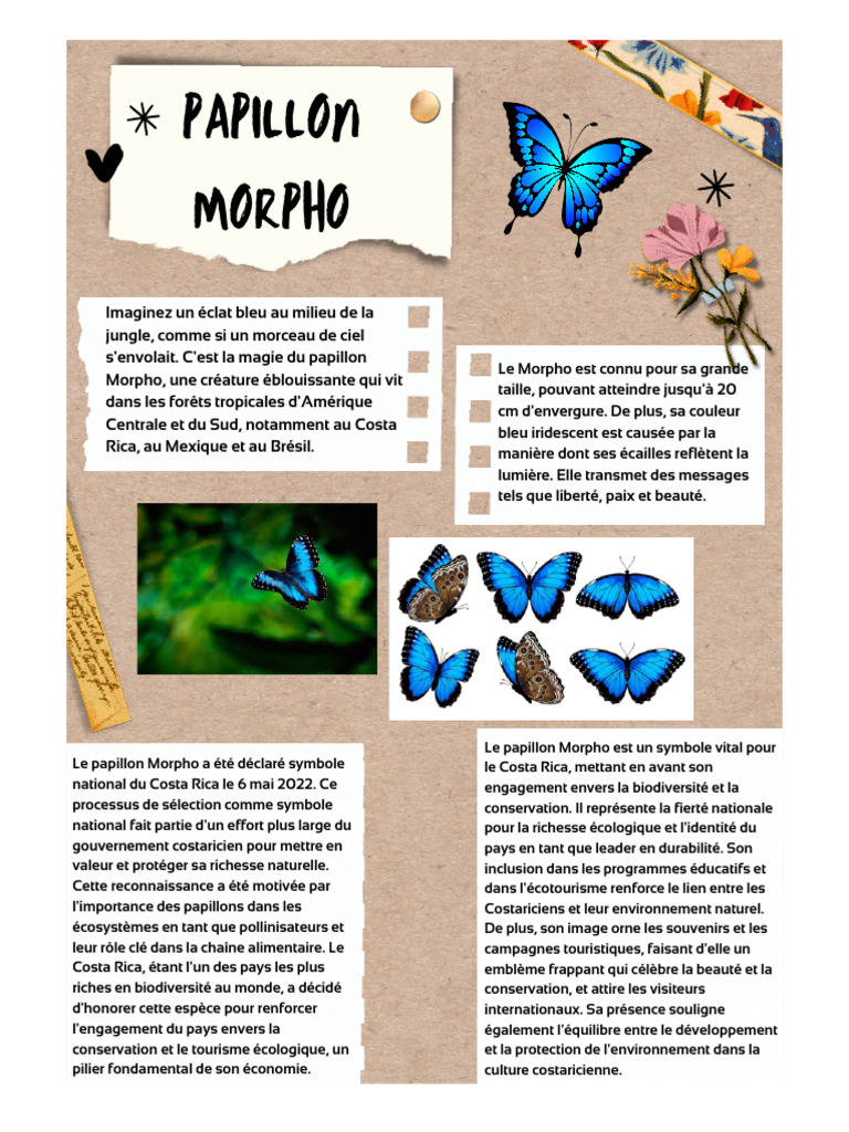 Papillon Morpho | PDF