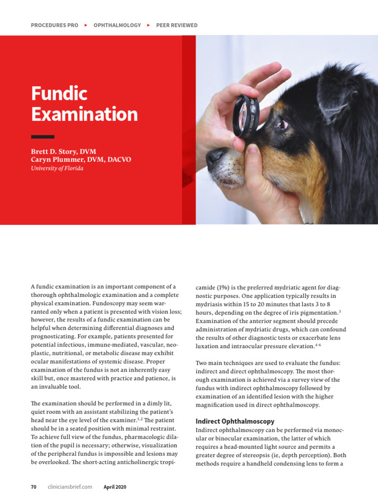 Fundic Examination | PDF