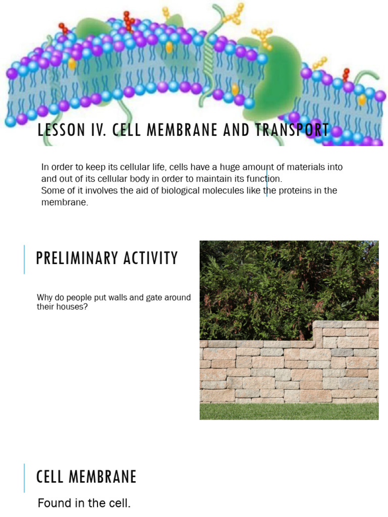 LESSON IV - PPTX Cell Membrane | PDF | Cell Membrane | Osmosis