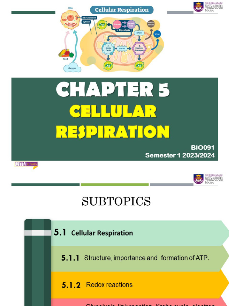 05 - (Student) Chapter 5 Cellular Respiration 20232024 | PDF