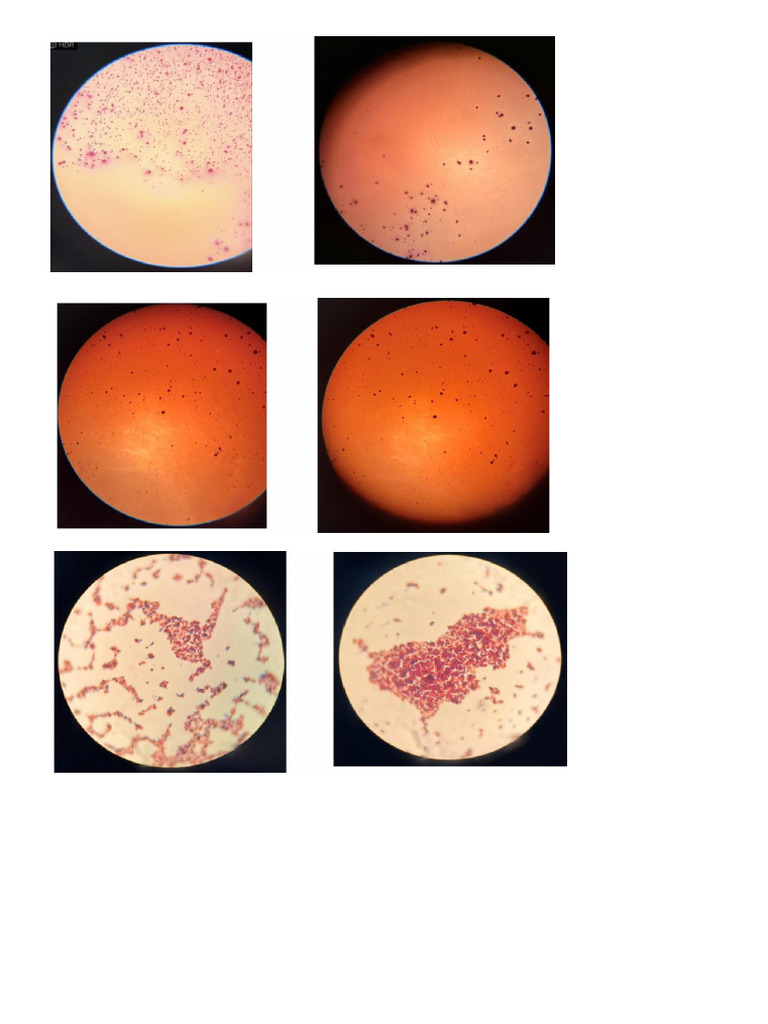 fotos prácticas micro | PDF
