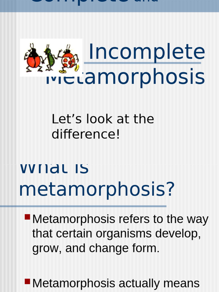 Metamorphosis PowerPoint | PDF