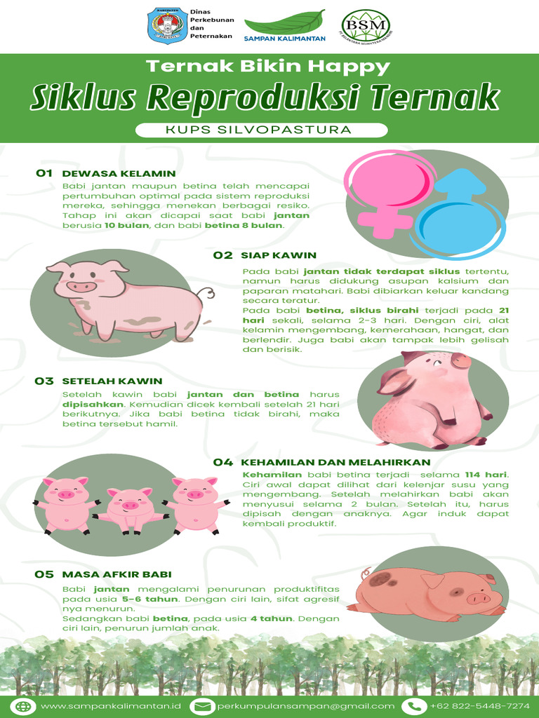 Seri Ternak Bikin Happy: Reproduksi Ternak Babi, Latar Putih | PDF