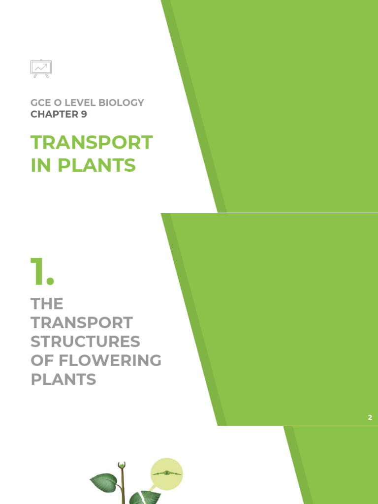 O Level Biology 9 Transport in Plants | PDF