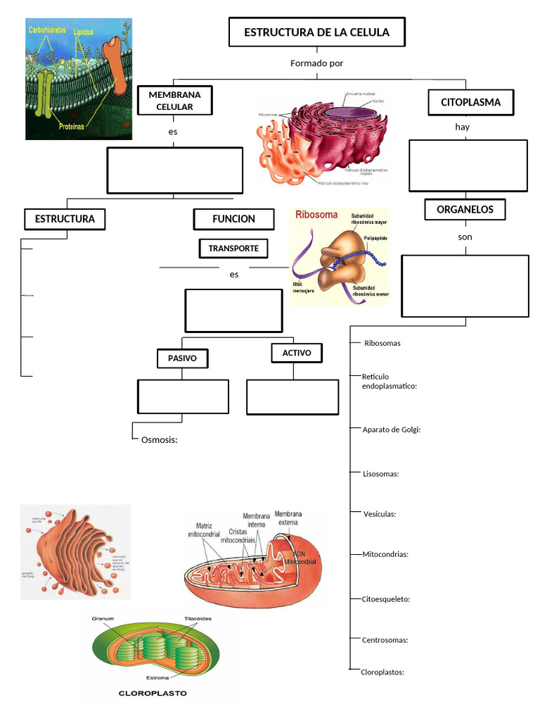 Estructura de La Celula | PDF