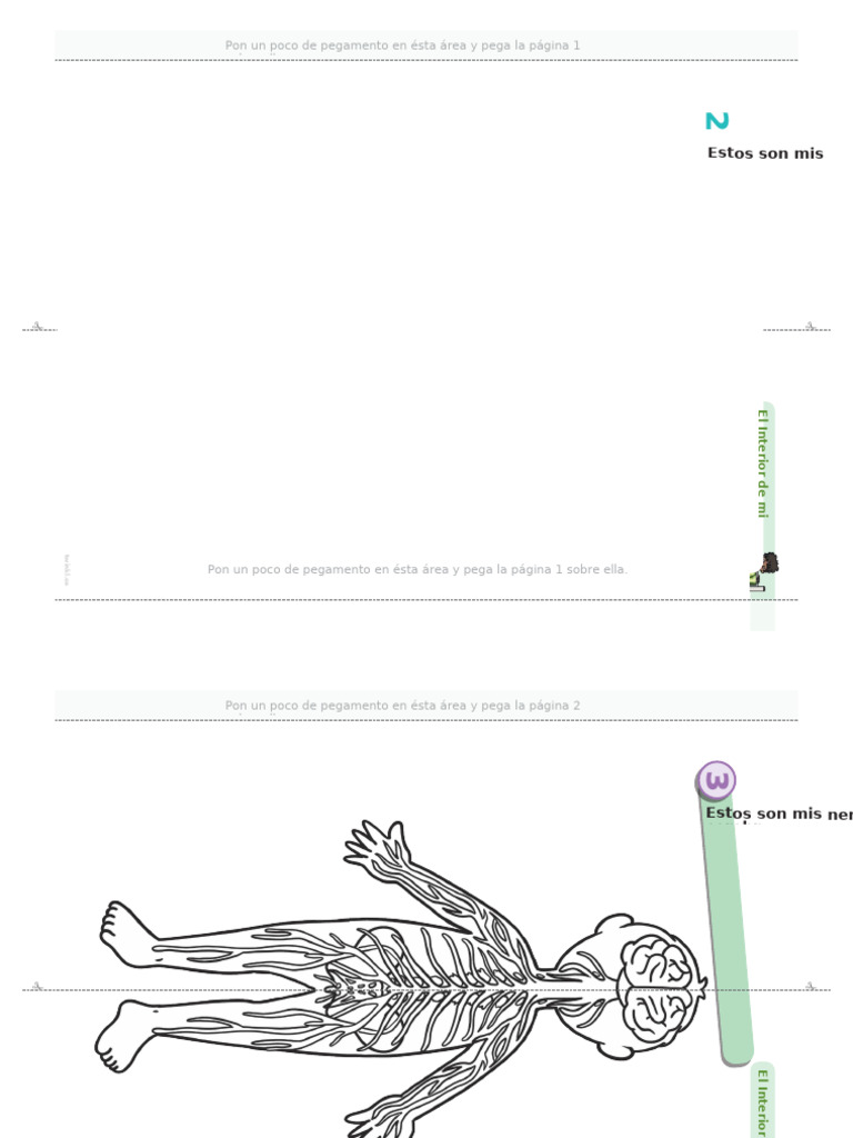 Libro para Colorear Cuerpo Humano | PDF | Anatomía | Morfología (biología)