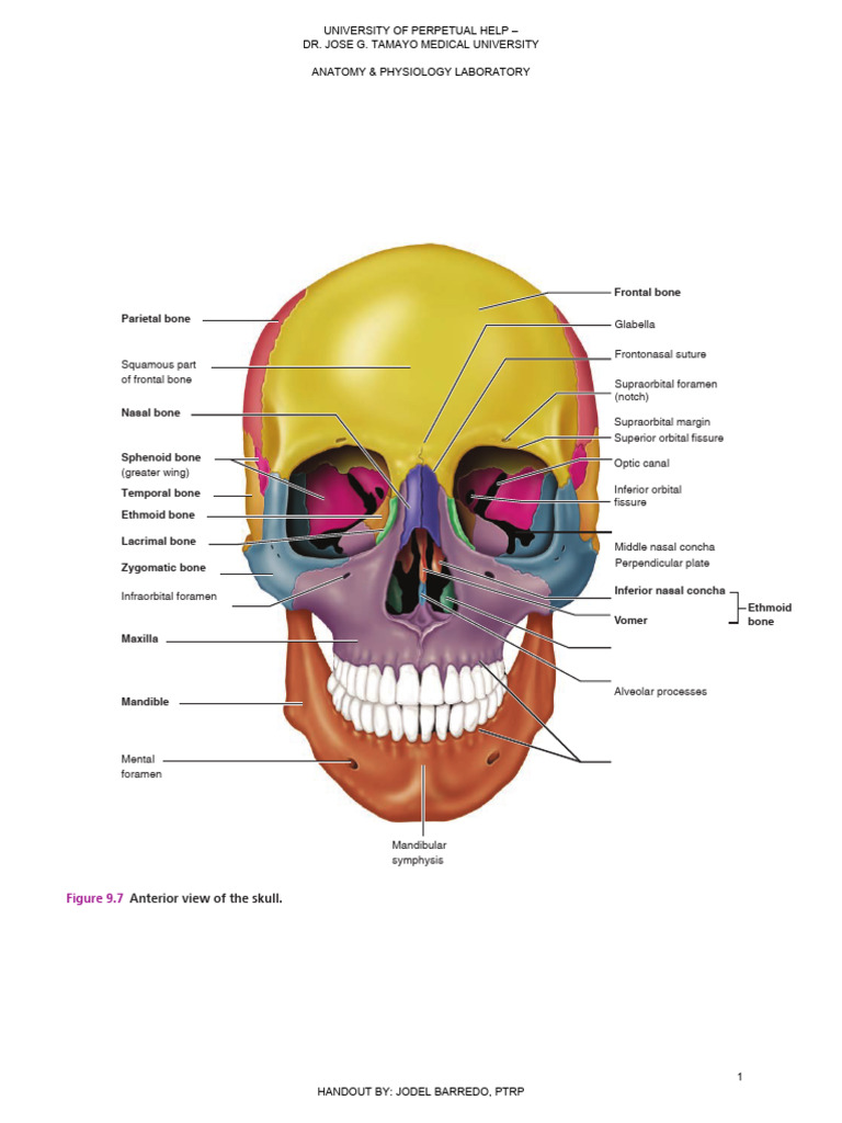 Skeletal System - Reviewer | PDF