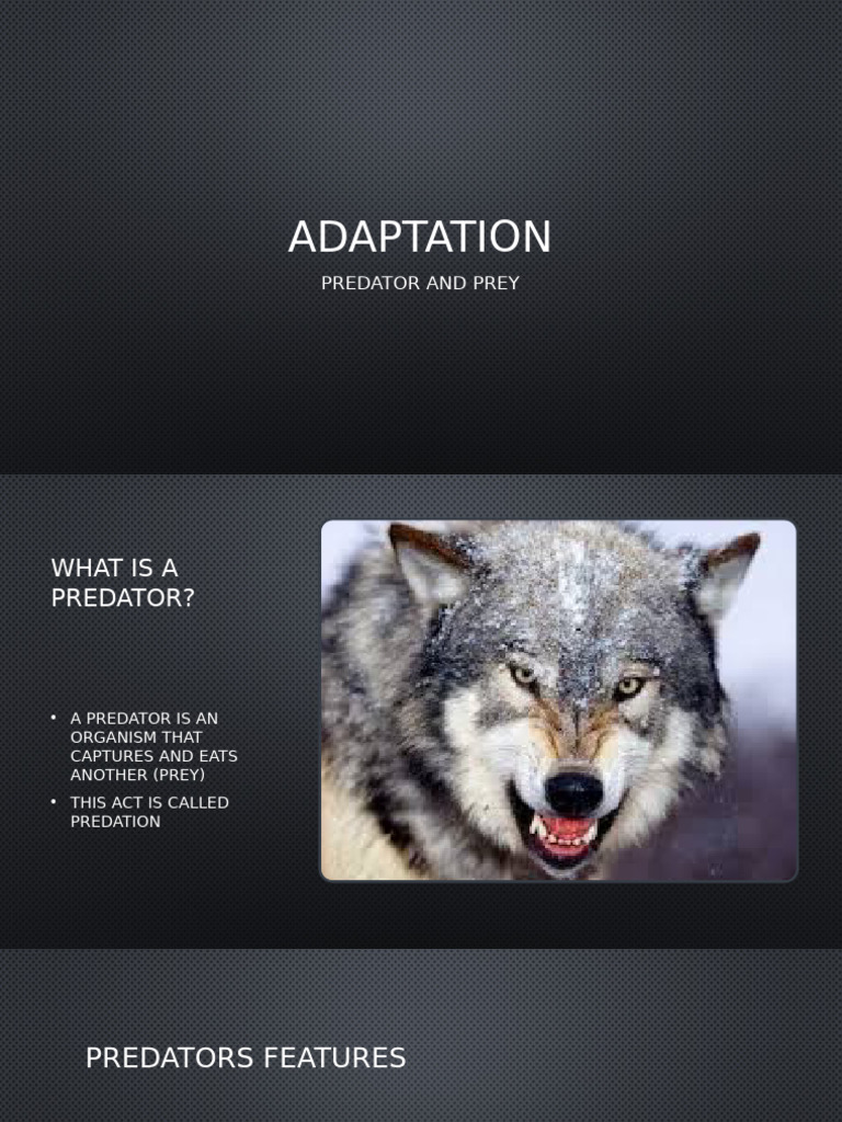 Adaptation: Predator and Prey | PDF