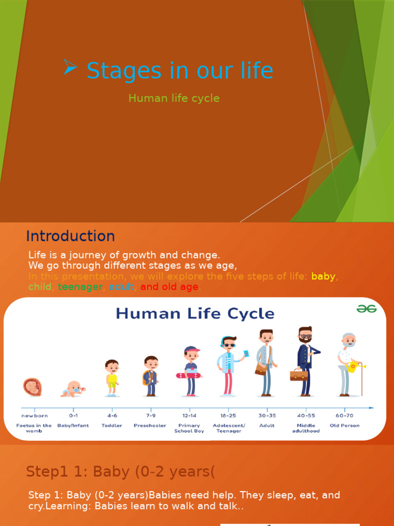 Stages in Our Life Ali | PDF
