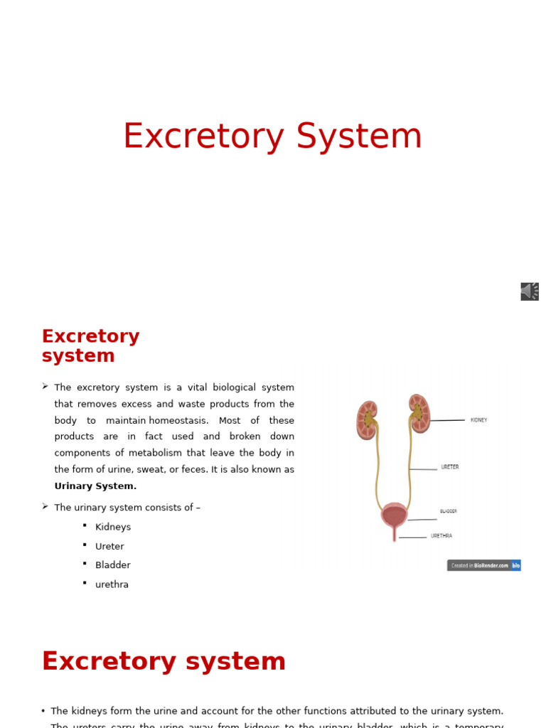 Excretory System | PDF