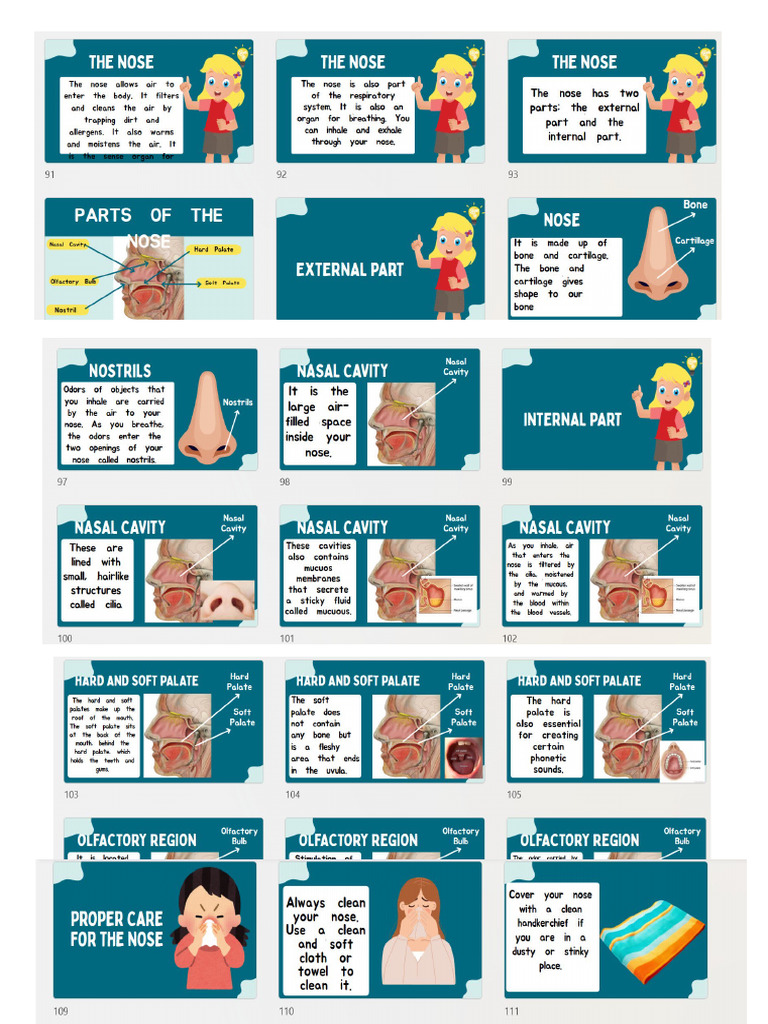 Parts of The Nose SSC | PDF