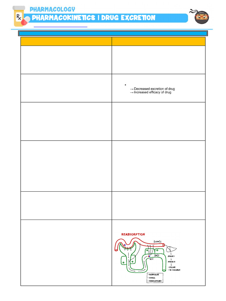 Pharmacokinetics Drug Excretion (3) Atf | PDF