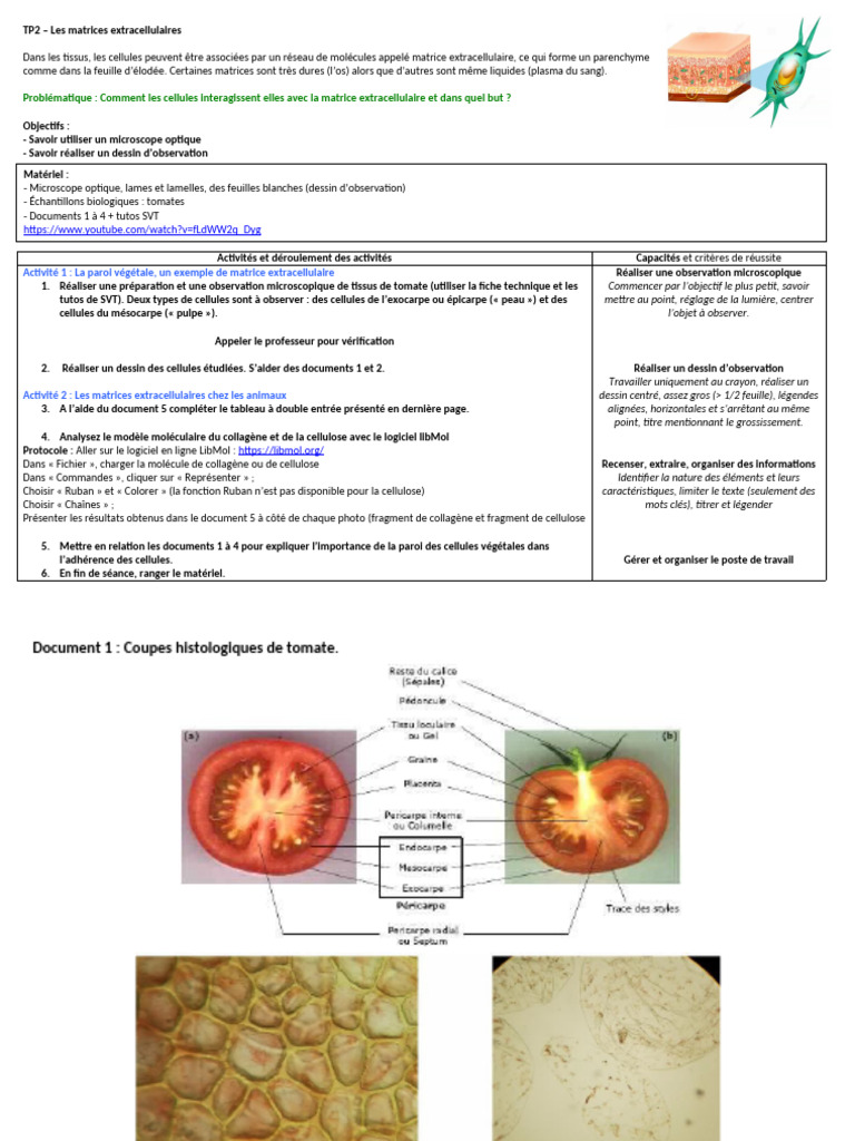 TP2 Les Matrices Extracellulaires | PDF