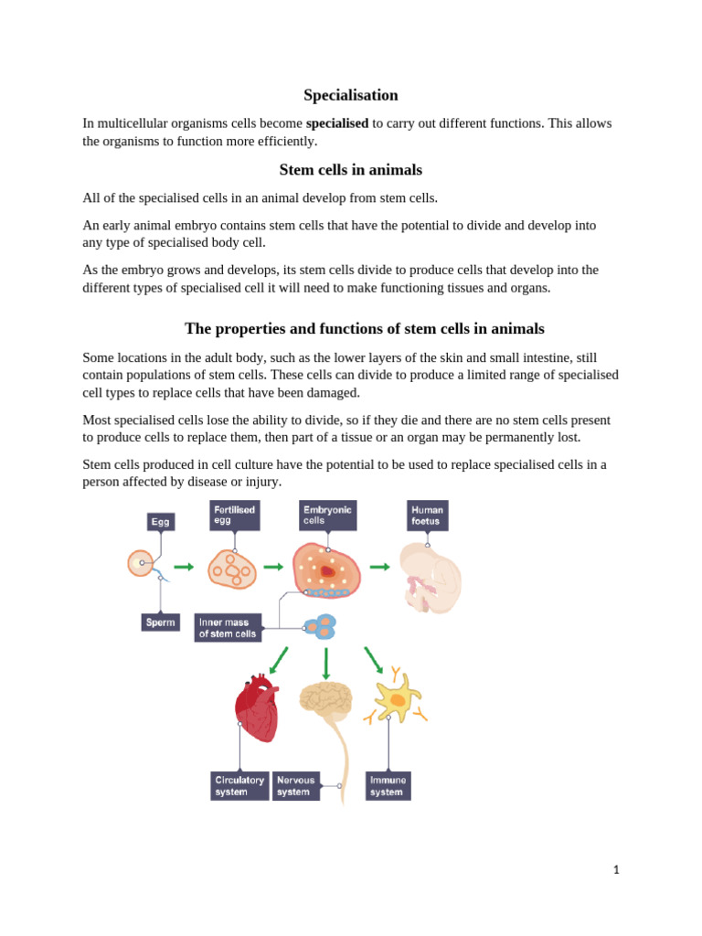 Cell Specialisation | PDF