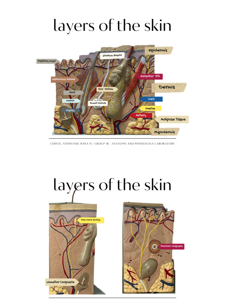 layers of the skin | PDF
