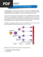 Esquema Proceso Gametogénesis Detallado | PDF | Mitosis | Sistema reproductivo