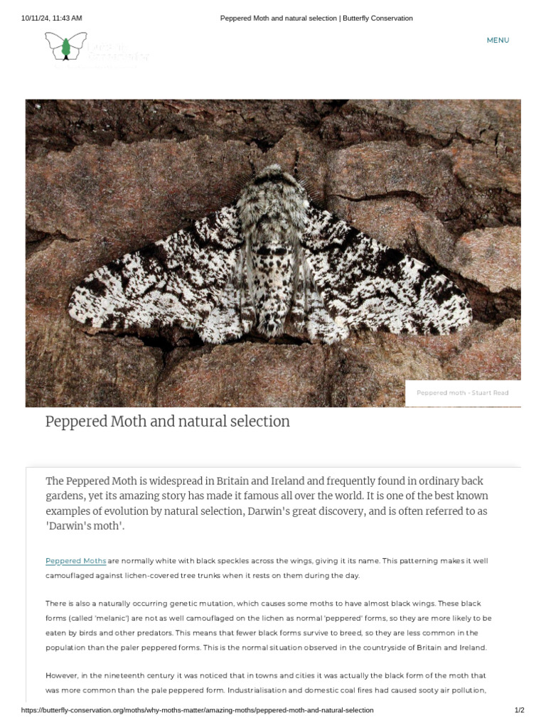 Peppered Moth and Natural Selection - Butterfly Conservation | PDF ...