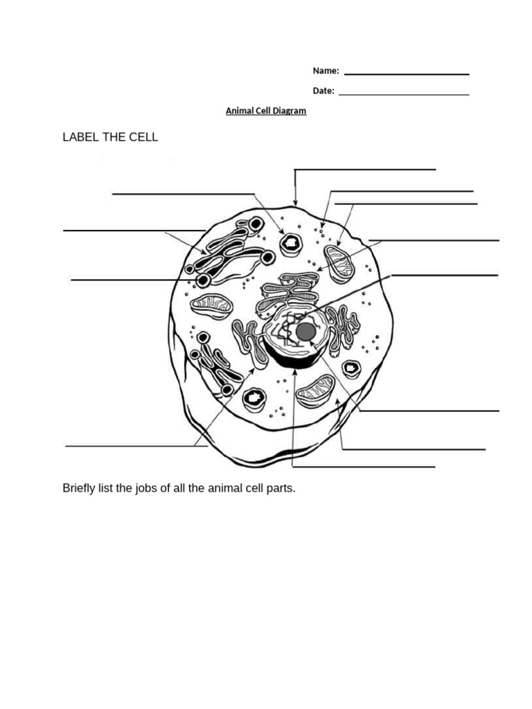 Animal Cell Diagram | PDF