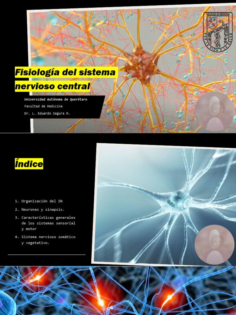 6 FisiologÃ A Del Sistema Nervioso | PDF