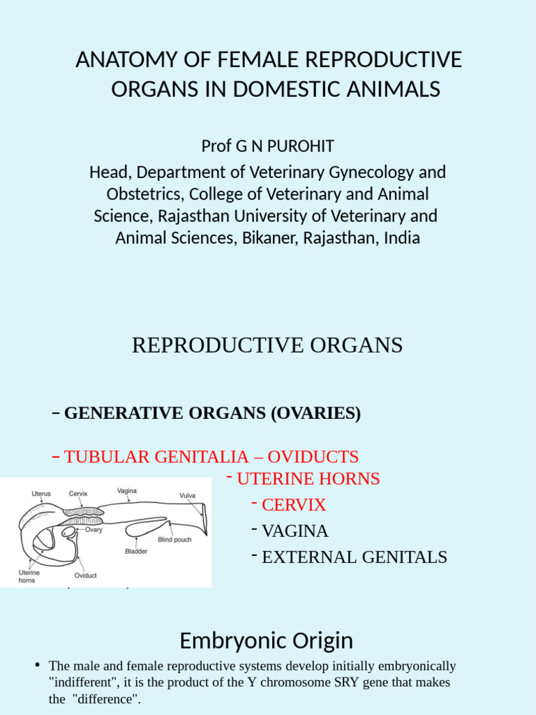 Anatomy of Female Reproductive Organs in Domestic Animals 1 | PDF