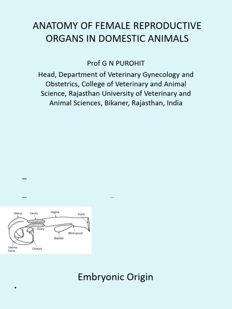 Anatomy of Female Reproductive Organs in Domestic Animals 1 | PDF