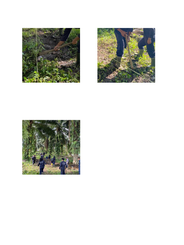 Sawit | PDF