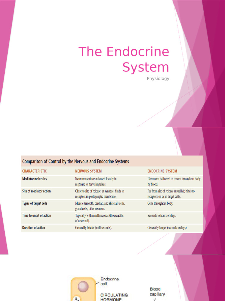 The Endocrine System Physio 23 | PDF