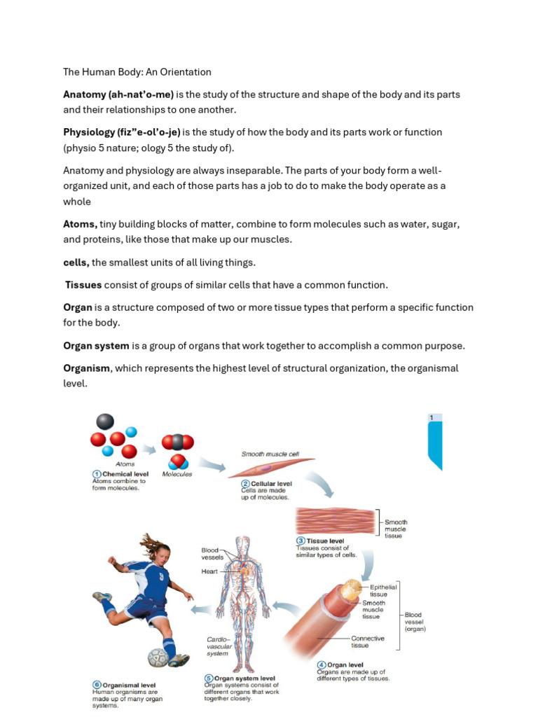 Anaphy Lec Review | PDF