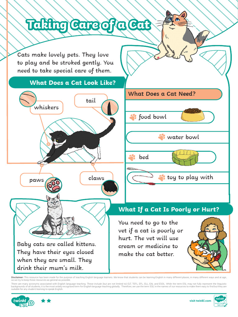 How To Look After A Cat | PDF