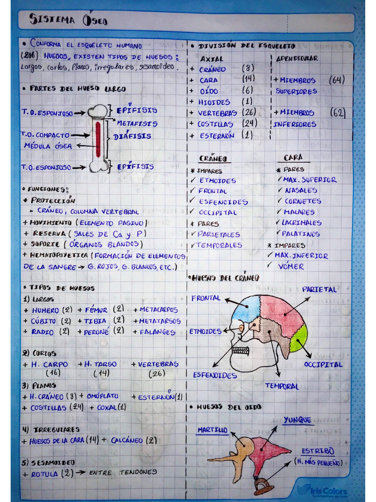 Huesos Anatomia Pdf