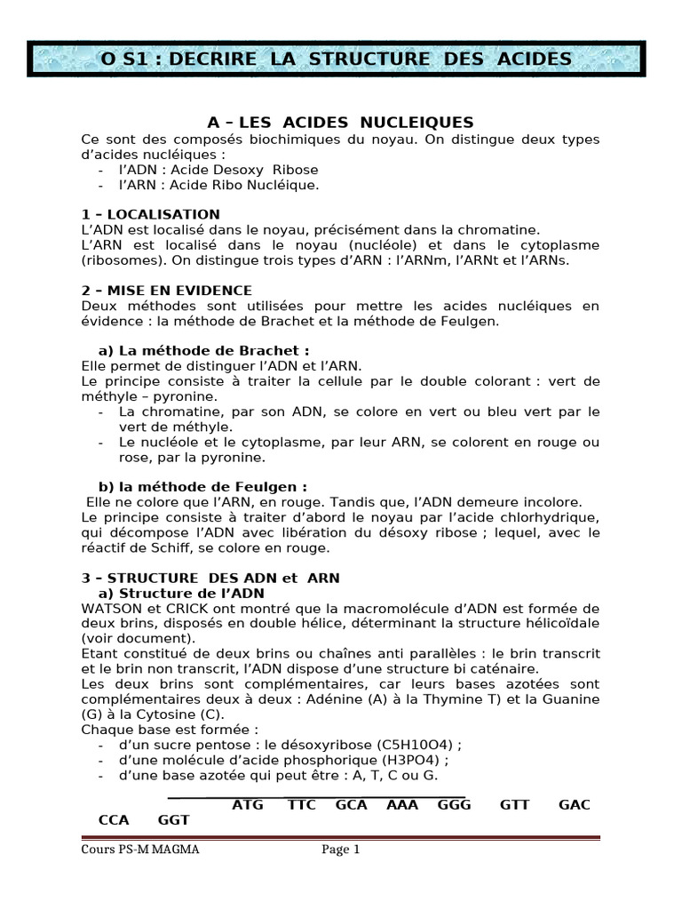OG Les Acides Nucleiques | PDF