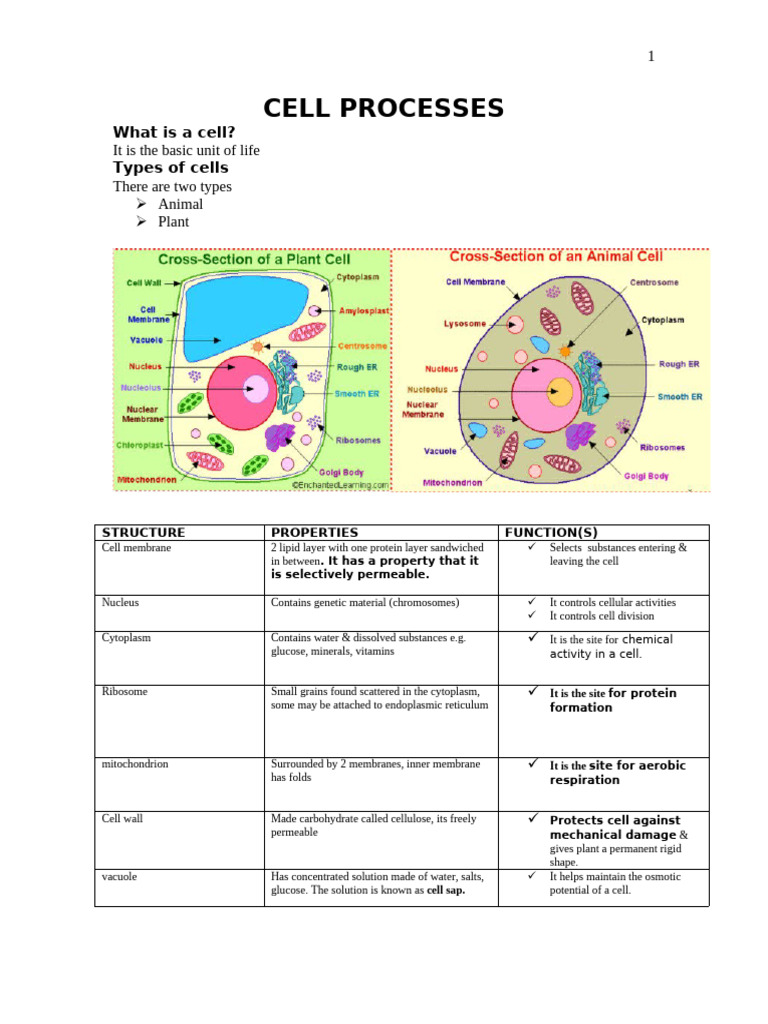 CELL PROCESSES | PDF