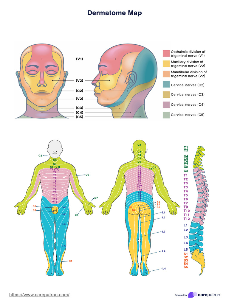 Dermatome Map | PDF